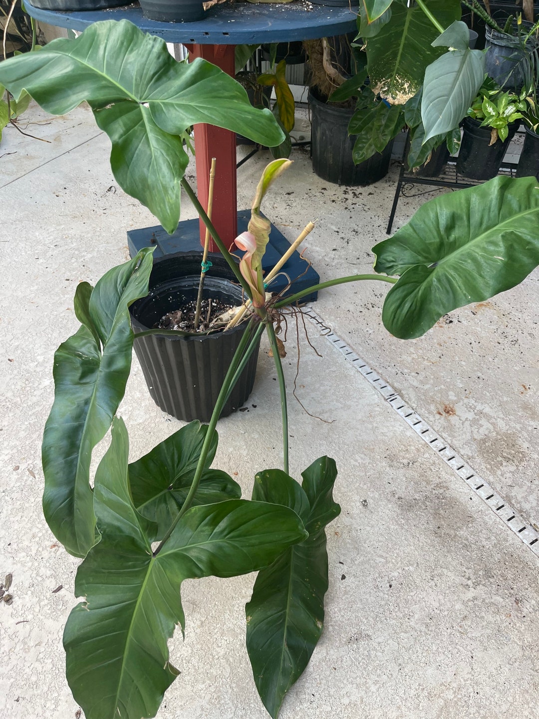 Philodendron Mexicanum RARE TROPICAL Actual Photo - Etsy