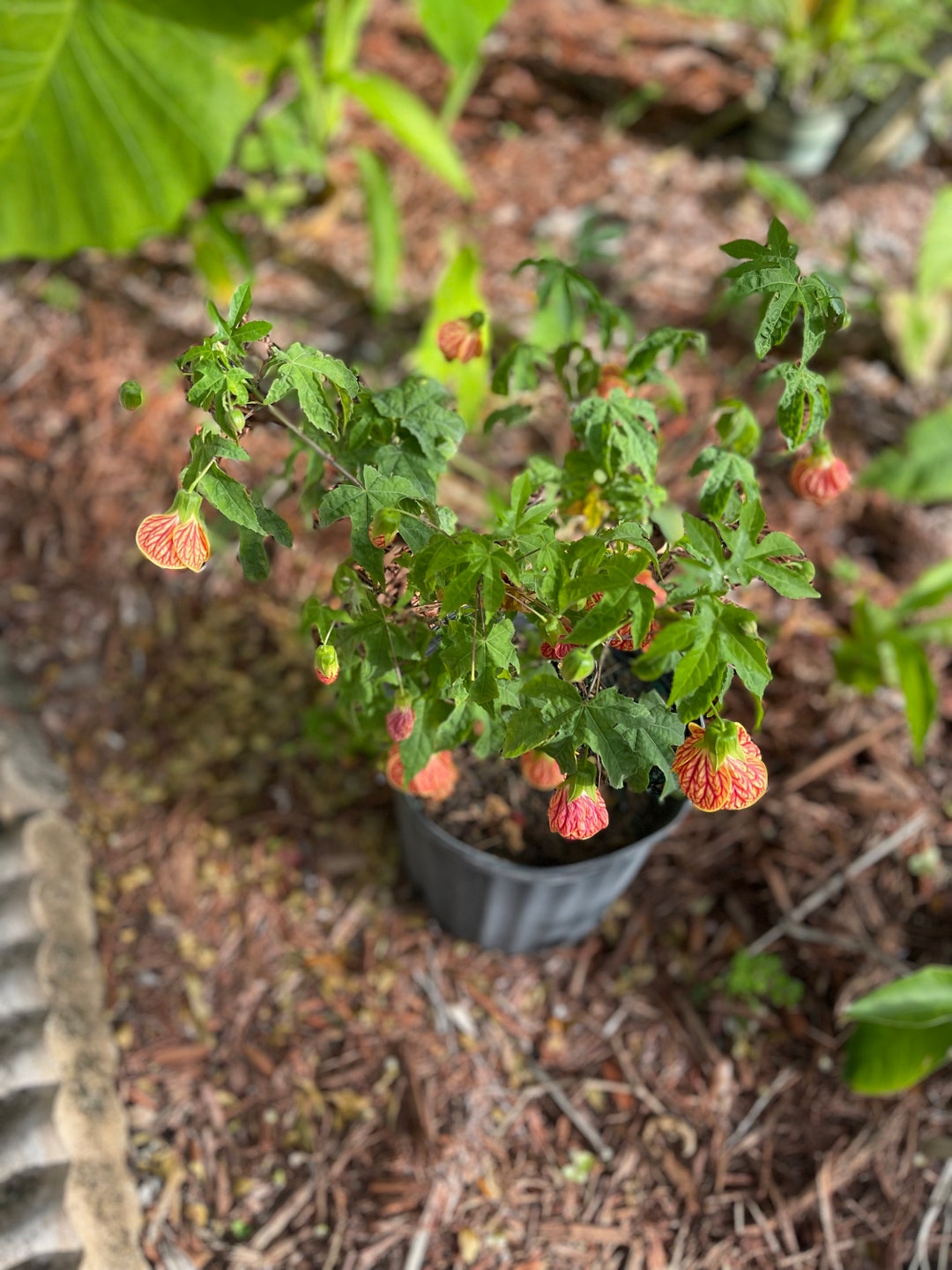 Indian Mallow Blooming - Etsy