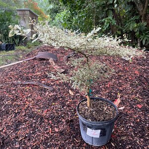 Variegated Terminalia Tree Small Actual Photo - Etsy