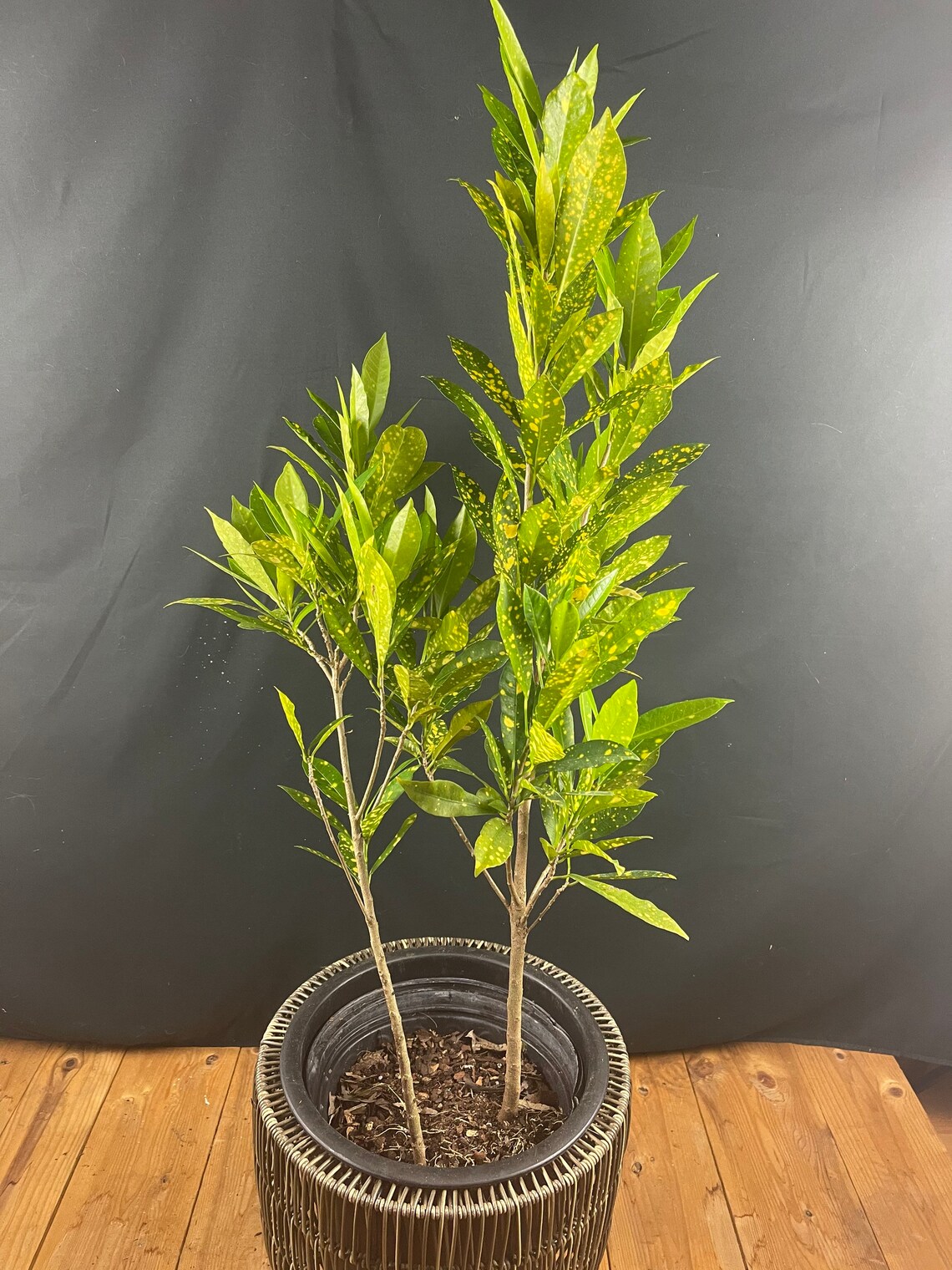 Big Croton Gold Dust ACTUAL PHOTO - Etsy