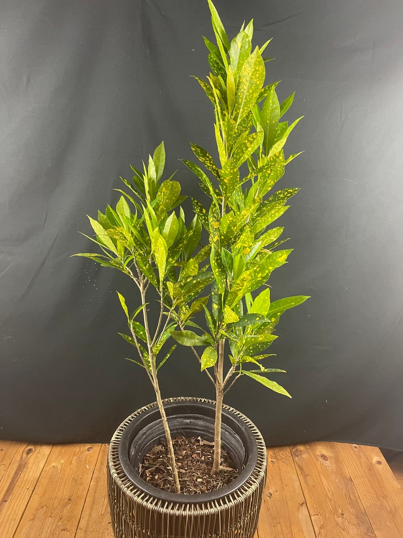 Big Croton Gold Dust ACTUAL PHOTO | Etsy