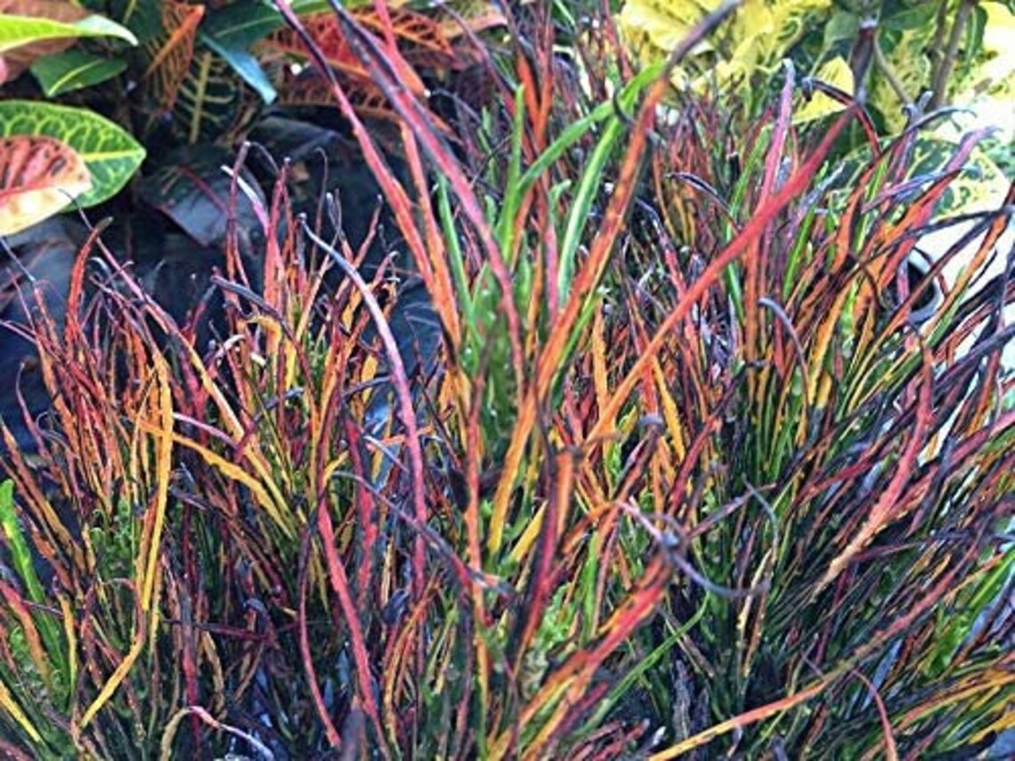 Picasso Croton (most Exotic Croton) - Etsy