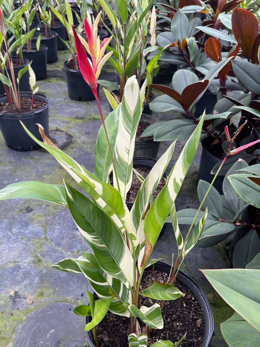 Variegated Lady Di Potted Plant - 3 Gallon - Etsy