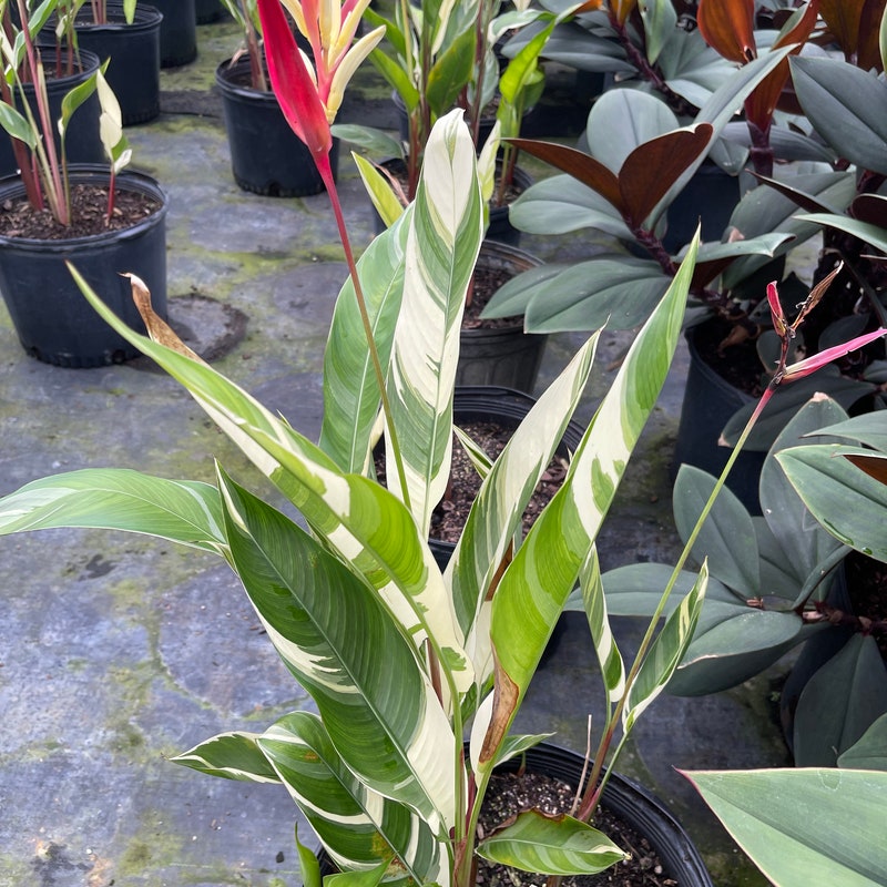 Variegated House Plants - Etsy