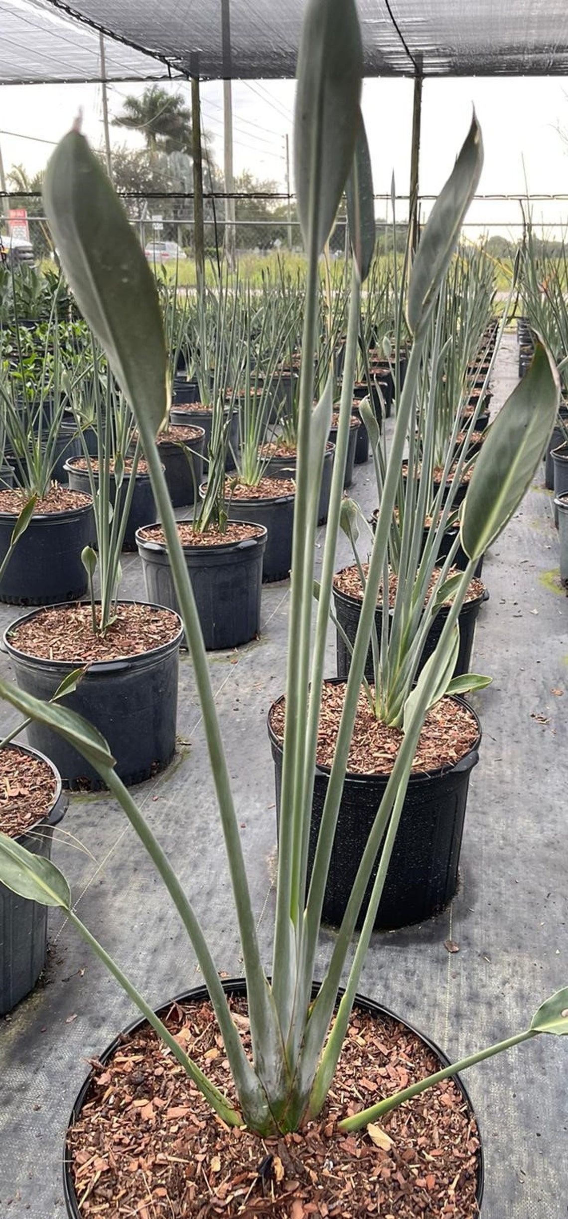 RARE Bird of Paradise strelitzia Juncea - Etsy