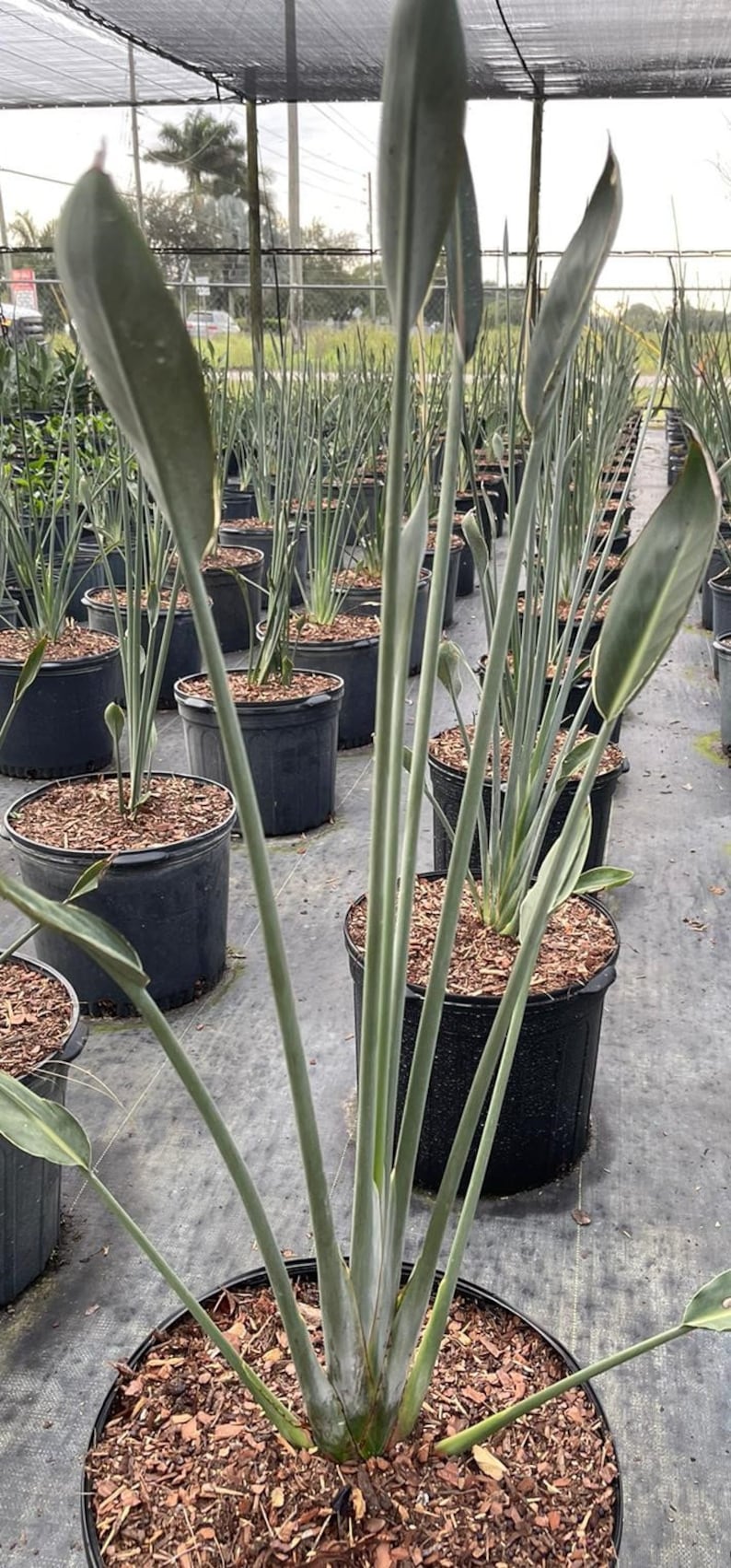 RARE Bird of Paradise strelitzia Juncea - Etsy