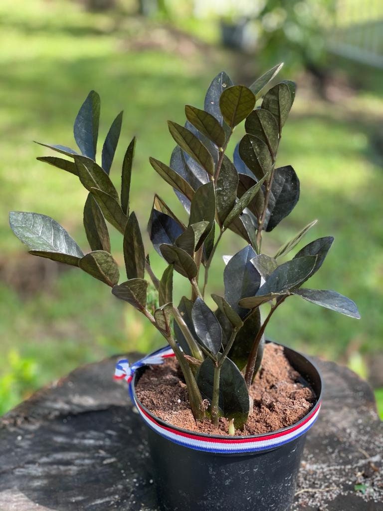 ZZ Raven (zamioculcas Zamiifolia) 6 Inch Pot - Etsy