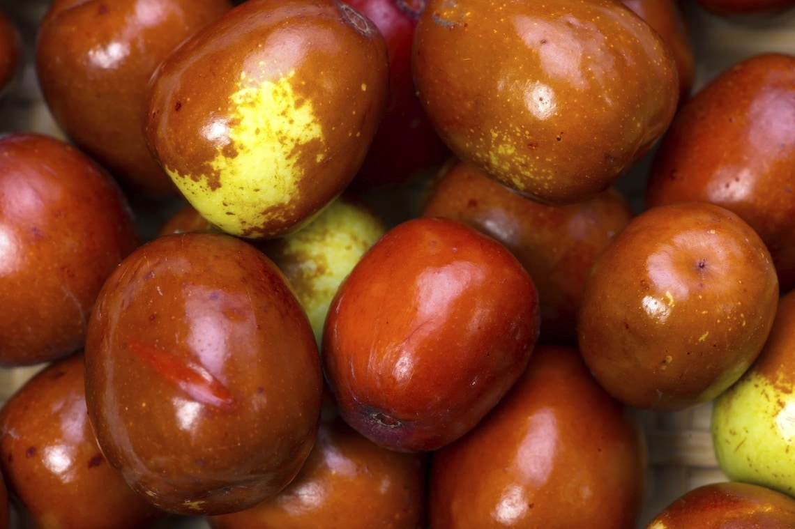 Jujube Tree 10 Seeds Ziziphus zizyphus | Etsy