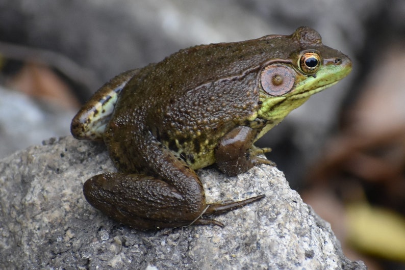 Turtles Frogs and Snakes - Etsy