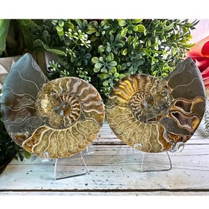 Ammonite Fossil Shells | Conch | Spiral Shell Fossil | Fossil ...
