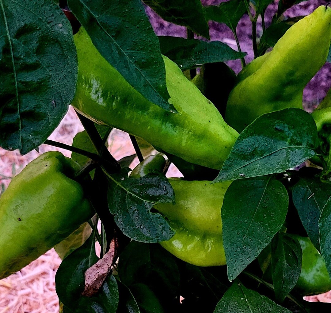 Beaver's Dam Heirloom Pepper Seeds Heat Level 500-1000 SC Mild-medium ...