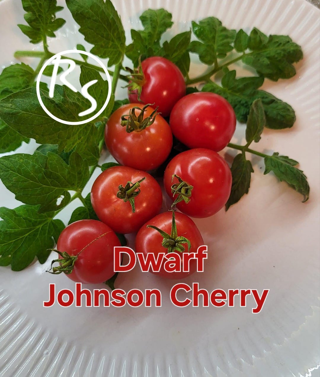 Dwarf Johnson's Cherry Tomato Seeds - Etsy
