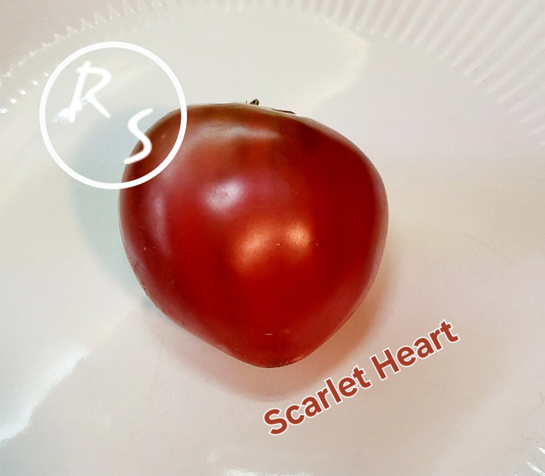 Dwarf Scarlet Heart - Etsy