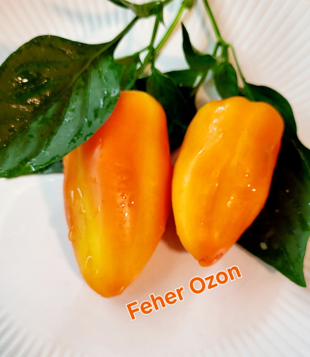 Feher Ozon Pepper Seeds Dwarf Pepper Plant - Etsy