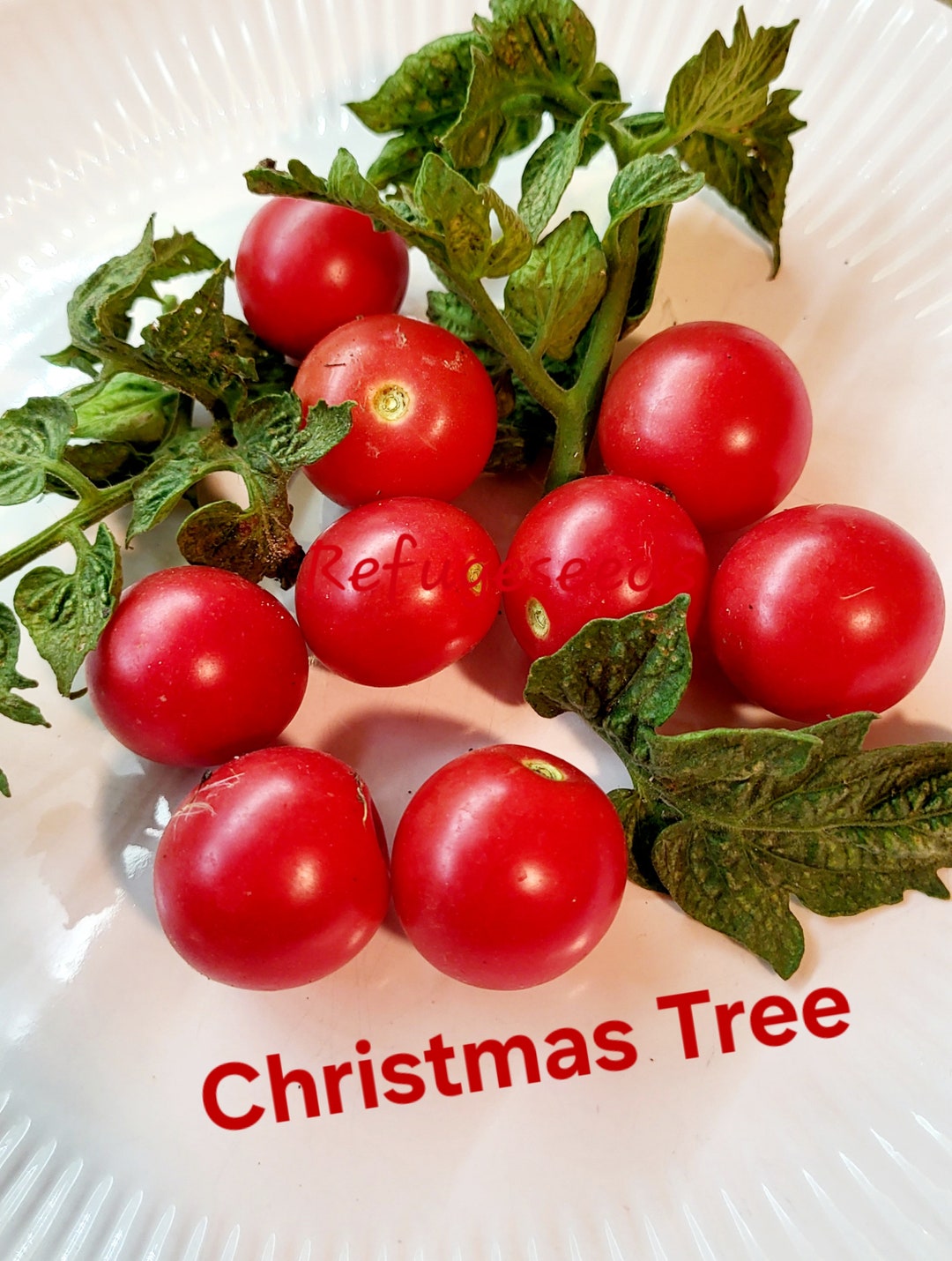 Micro Christmas Tree Tomato Seeds Xmas Tree Micro Dwarf Tomato - Etsy