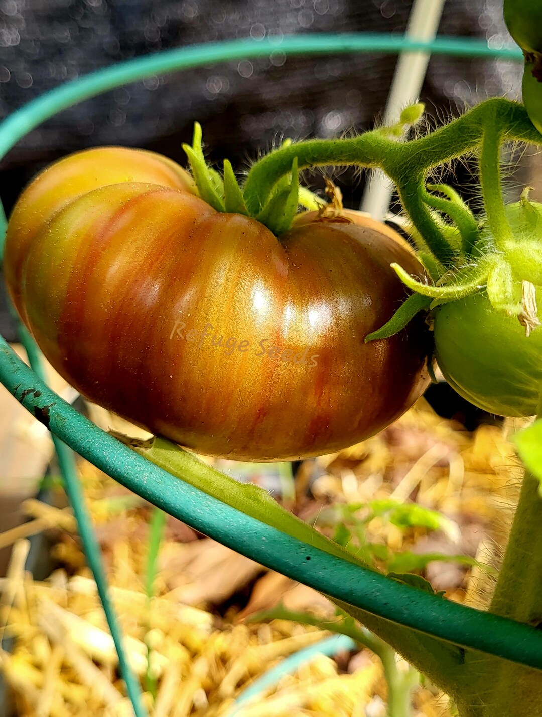 DWARF Cherokee Tiger, Black Tomato Seeds, Dwarf Tomato, Container ...