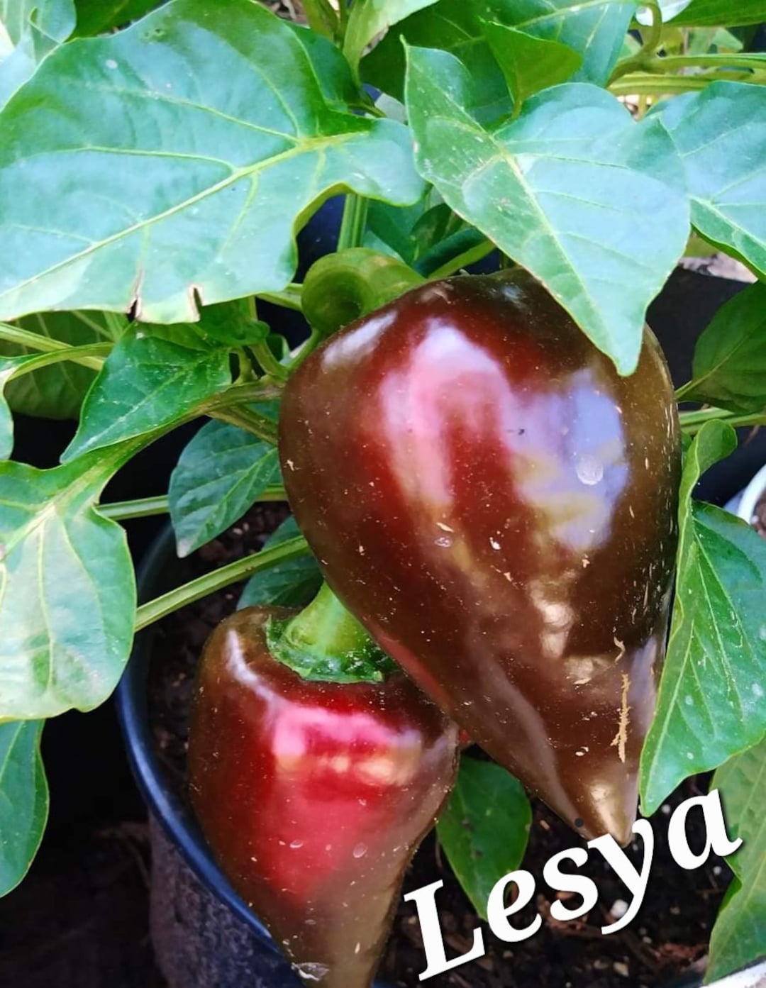 Lesya Sweet Pepper Seeds Heirloom the Sweetest of Peppers - Etsy