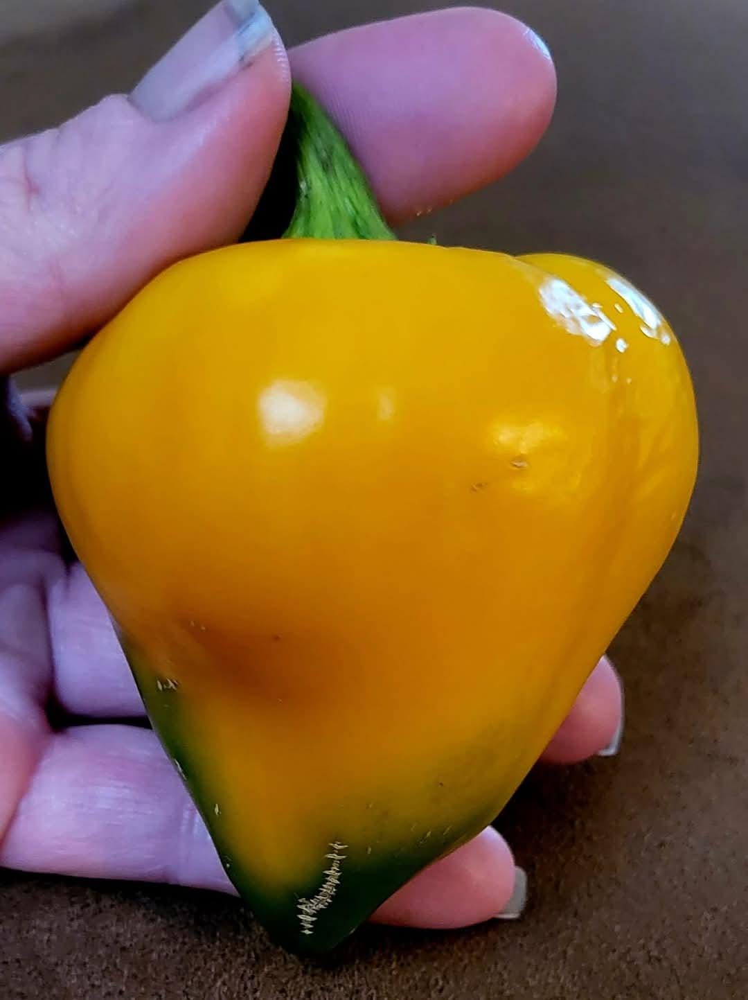 Lesya Orange Pepper Seeds - Etsy