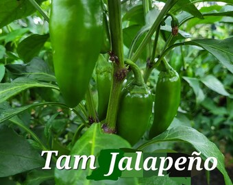 Tam Jalapeno Pepper Seeds NON-GMO Jalapeno Pepper Seeds Heirloom Seeds ...