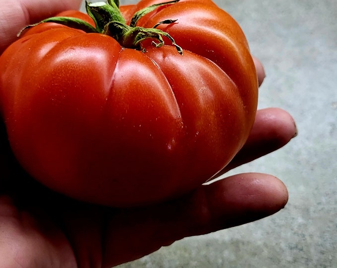 DWARF Hannah's Prize Tomato Seeds Dwarf Tomato Container Garden - Etsy
