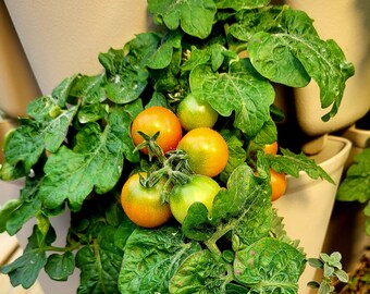 Dwarf Orange Hat Tomato Seeds Mini Cherry Micro - Etsy