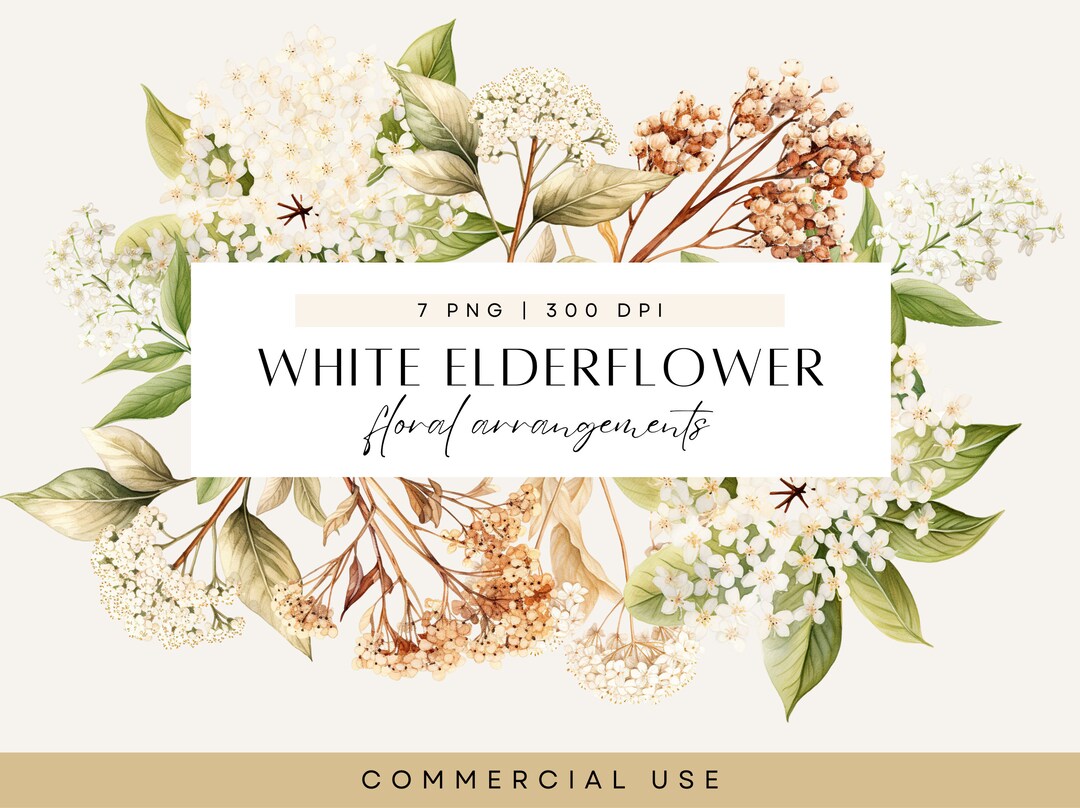 Dried Florals Clipart Elderflower Clip Art Vintage Flowers - Etsy