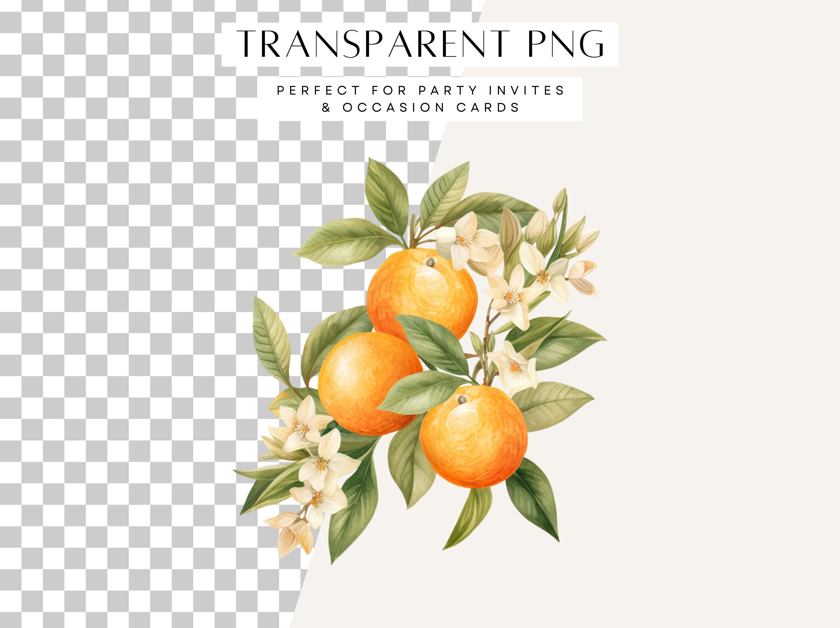 Little Cutie Clipart, Watercolor Orange Clipart, A Little Cutie is on ...