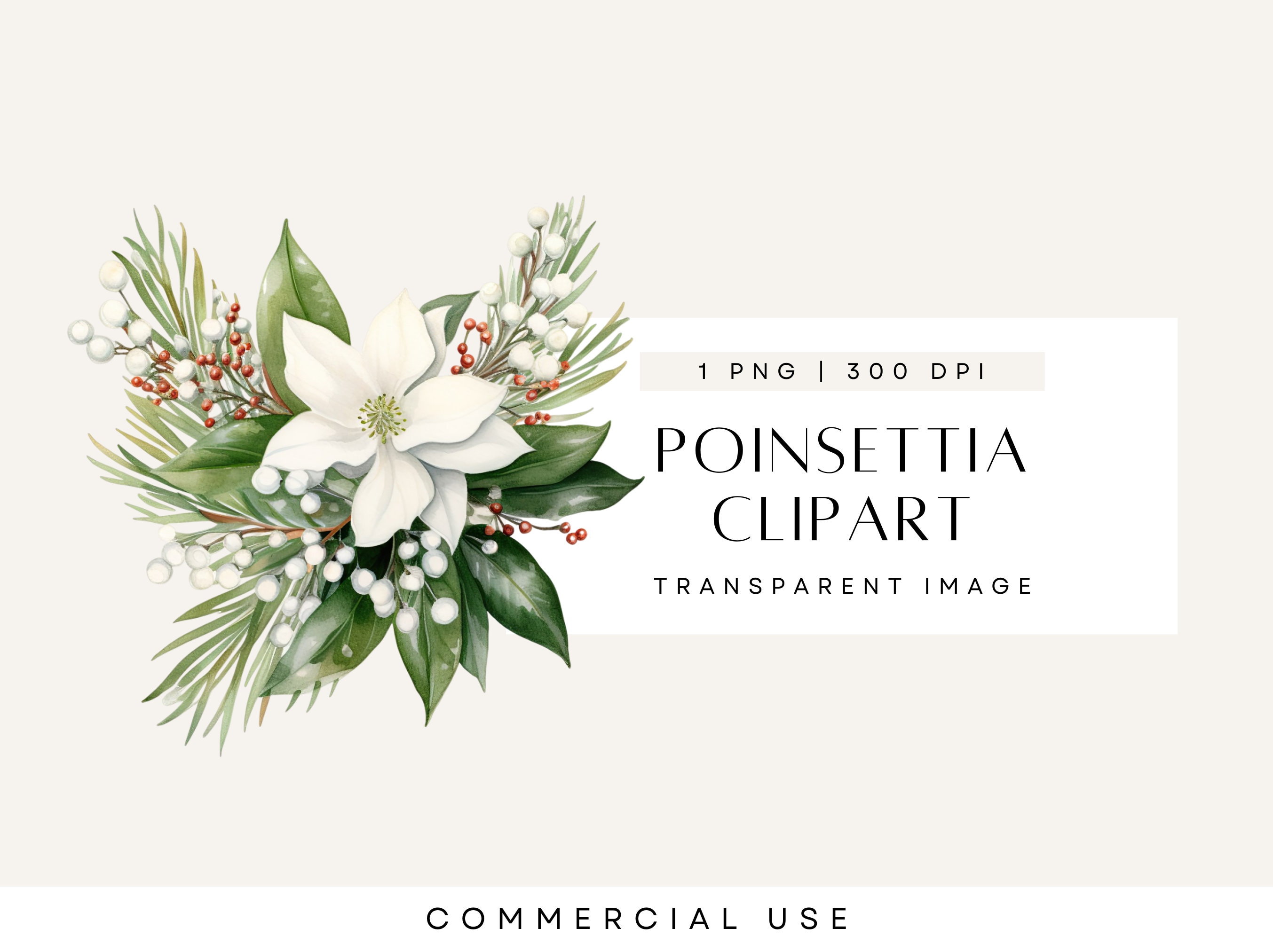 Poinsettia Clipart, Foliage Clipart, White and Green Clipart, Winter ...