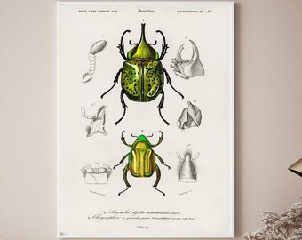 Insects Vintage Print 1 Insects Poster Insect Picture Insects Art ...
