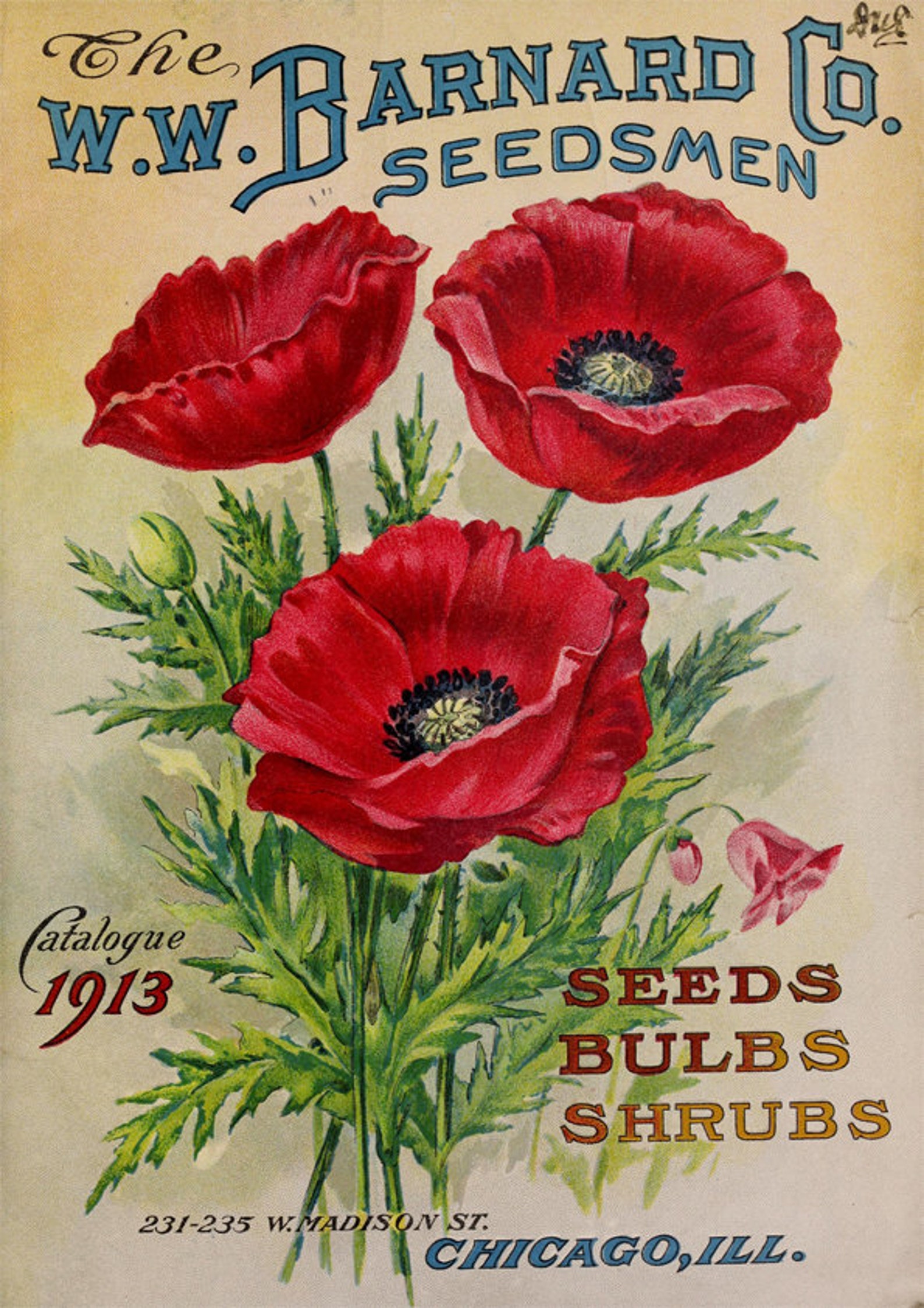 Poppy Poster 1913 Vintage Advertisement for Seeds Vintage - Etsy