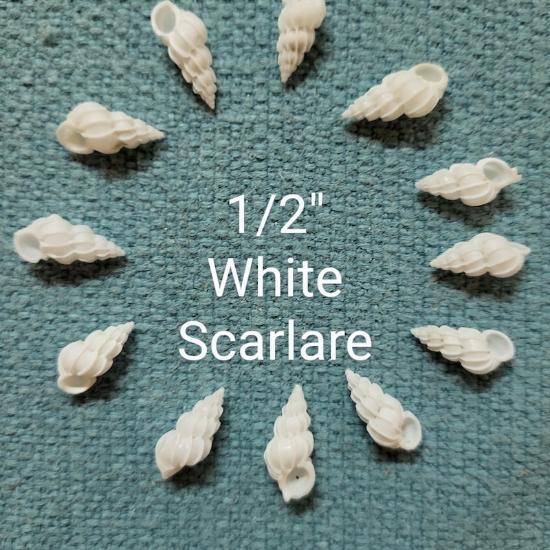 Wentletraps Seashells - Etsy
