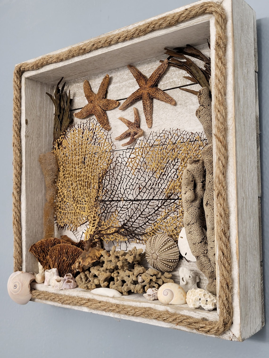 Seashell Shadow Box Wall Art, Coastal Beach Decor, Sealife Display - Etsy