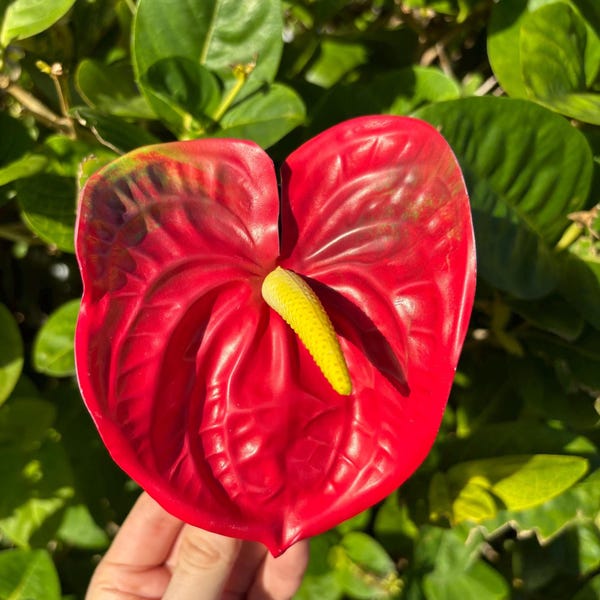 Anthurium Claw Clip - Etsy