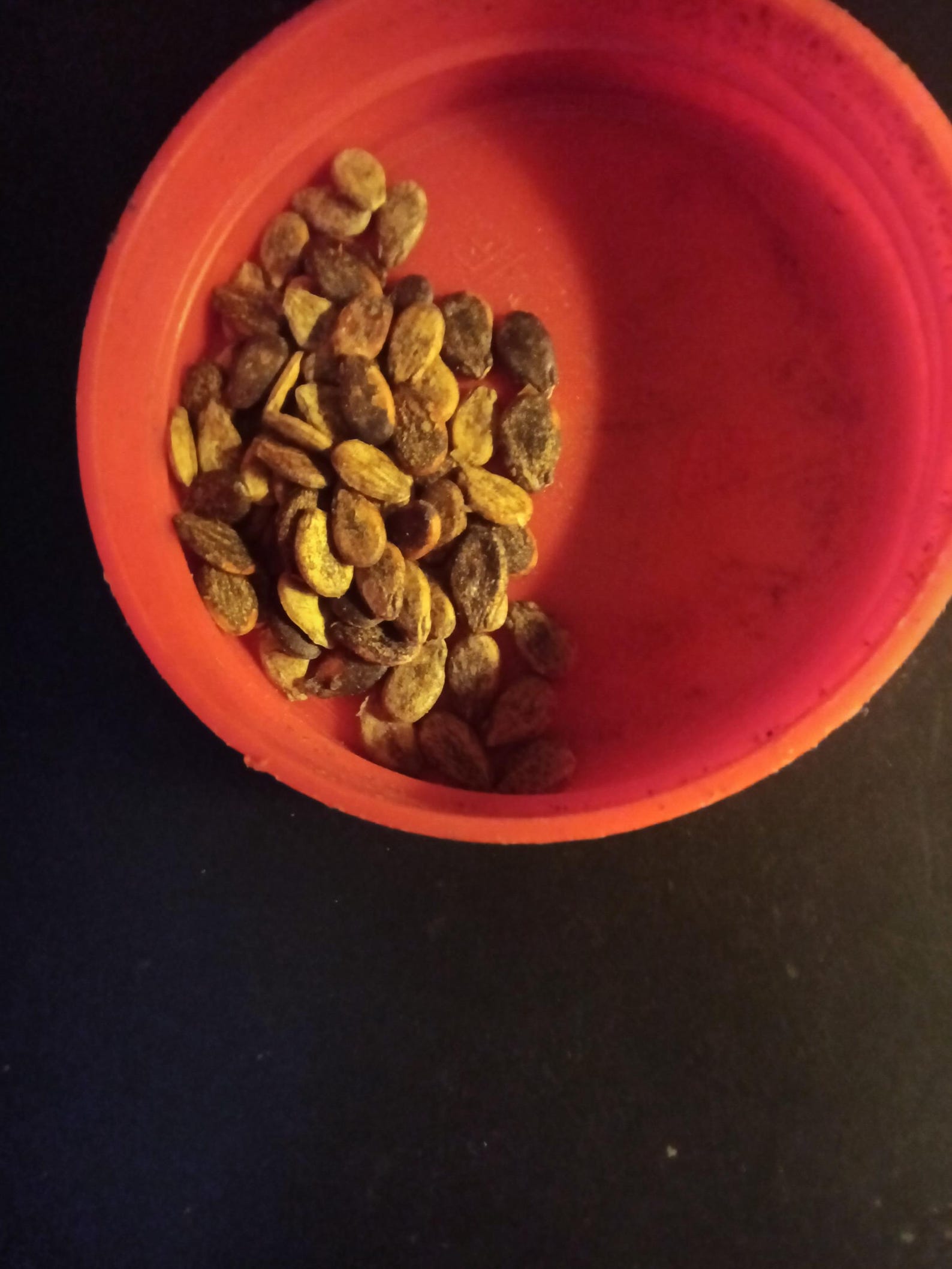 10 Yellow Gem Watermelon Seeds - Etsy