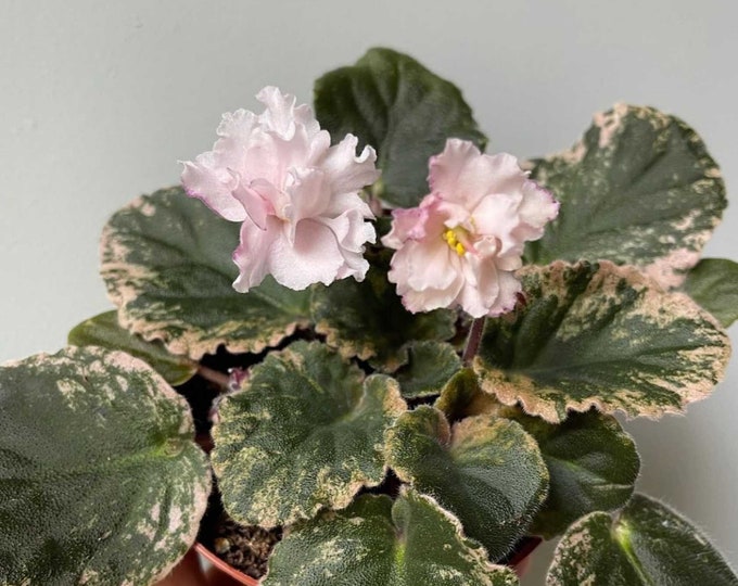 4 African Violet cabbage Patch - Etsy