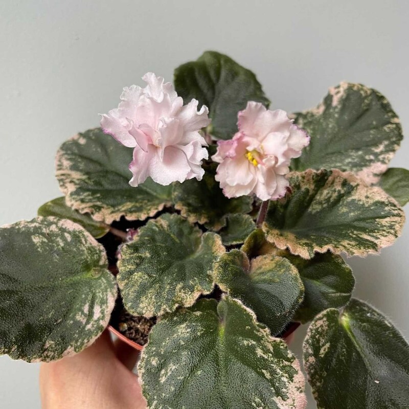 Variegated African Violet - Etsy