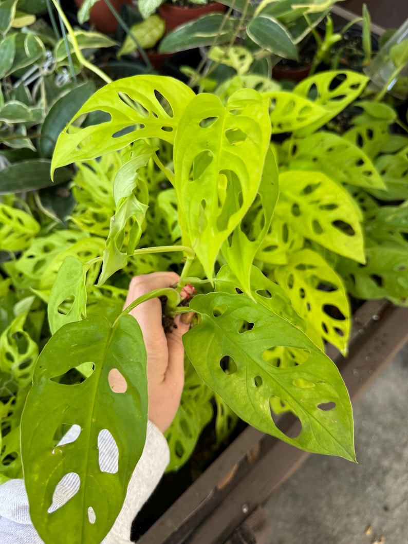 Monstera Adansonii Neon “new Hybrid” - Etsy