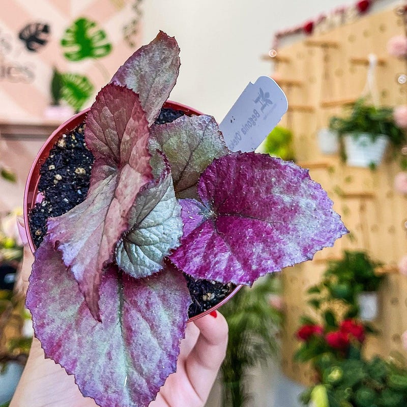 AngiesPlanties - Etsy