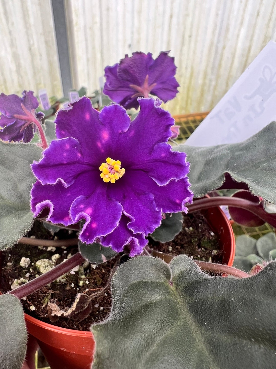 4 African Violet vat in the Sky - Etsy