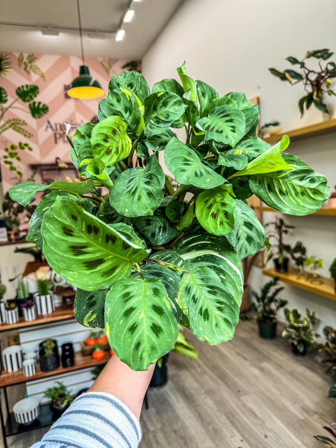 Maranta Beauty Kim / Variegated Maranta - Etsy