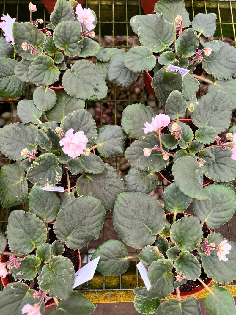 4 African Violet cabbage Patch - Etsy
