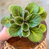 4" African Violet “cabbage Patch” - Etsy