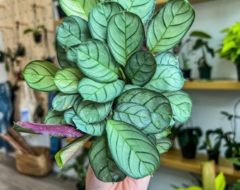 Calathea Burle Marx Amagris 4 Pot ALL PLANTS Require You to Purchase 2 ...