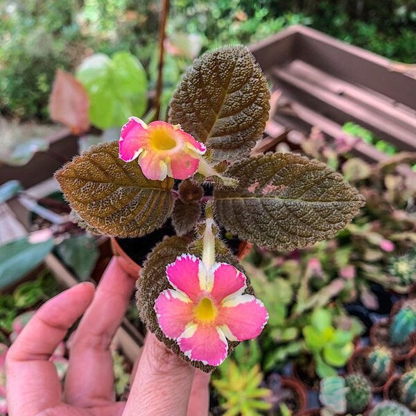 Episcia - Etsy