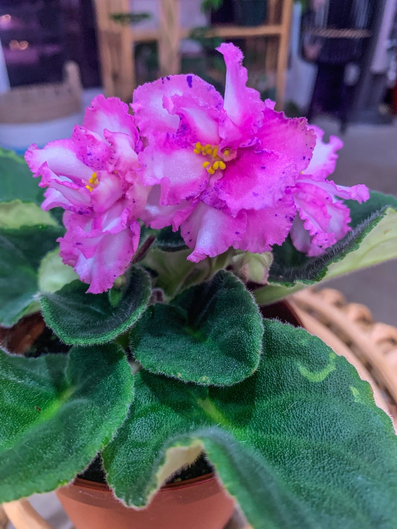 4 African Violet RS Serpentine - Etsy