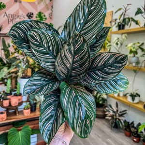 6 Calathea Ornata pin Stripe - Etsy