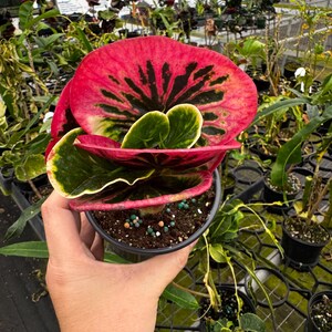 Rose Croton “thai” - Etsy