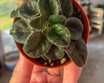 Micro Mini African Violets - Etsy