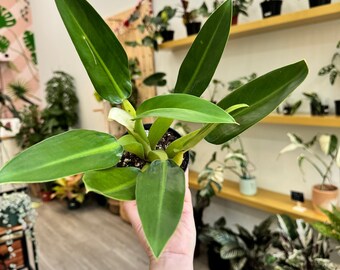 Philodendron Fat Boy “martianum” Starter Plant (ALL STARTER PLANTS ...