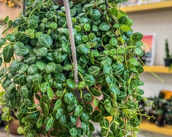 String of Turtles Peperomia Prostrata, Live Plant - Etsy